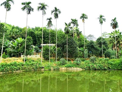 Thương nhớ đồng quê