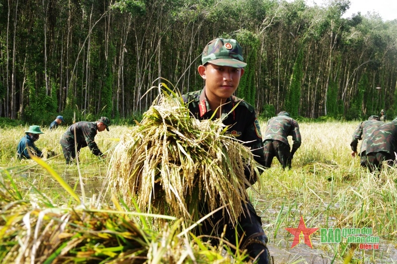 Lực lượng vũ trang Long An giúp người dân thu hoạch lúa bị ngập úng