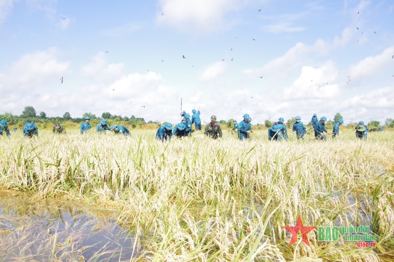 Lực lượng vũ trang Long An giúp người dân thu hoạch lúa bị ngập úng