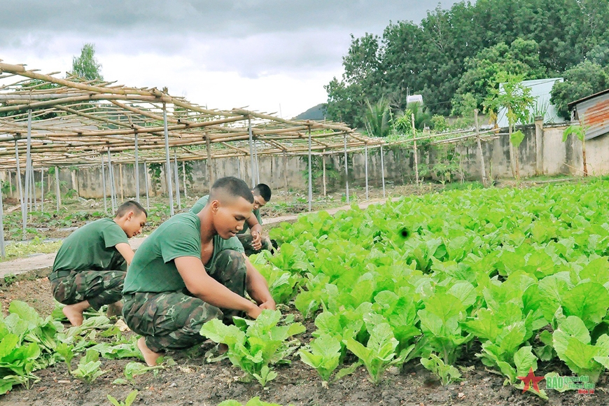 Niềm vui của các chiến sĩ của Trung đoàn 28 trên luống rau xanh