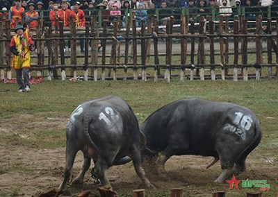 Lễ hội truyền thống chọi trâu xã Hải Lựu Vĩnh Phúc