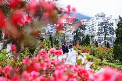 Có gì ở Lễ hội hoa đỗ quyên - Tam Đảo 2024?