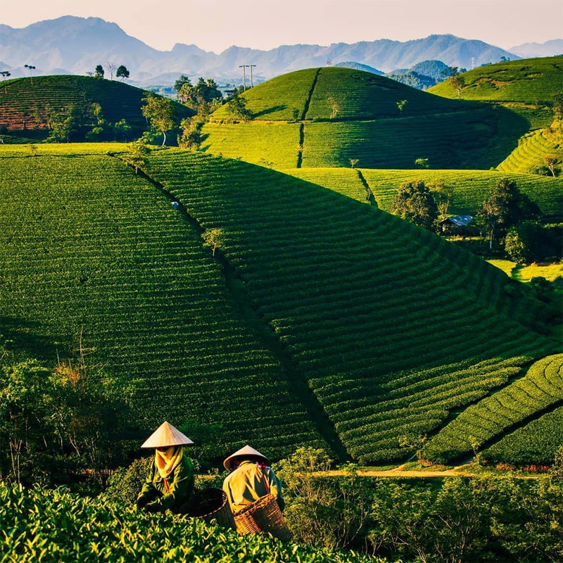 Đồi chè Long Cốc