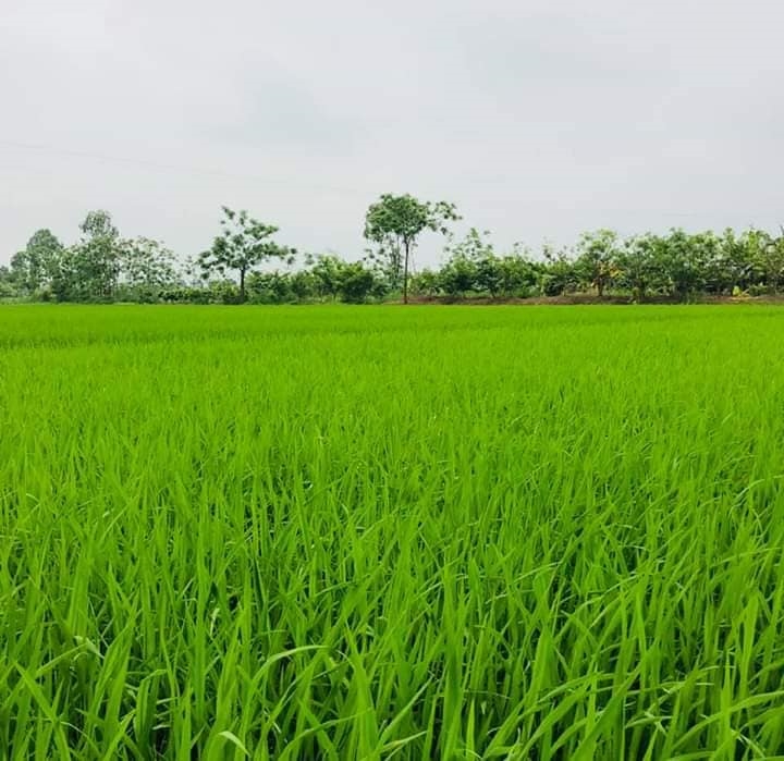 Tản văn: Tháng tư và lúa con gái