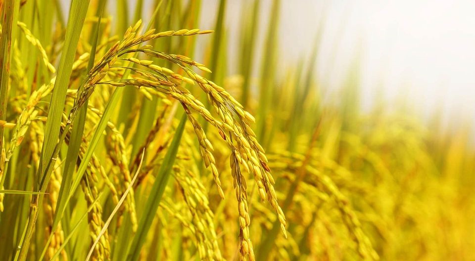 Chữ và nghĩa: Sông sâu tĩnh lặng, lúa chín cúi đầu