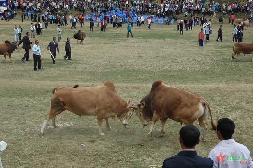 ជនជាតិ Mong សប្បាយរីករាយជាមួយបុណ្យប្រជល់គោ
