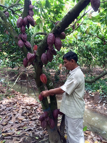 VN’s cocoa receives “fine flavour” designation from Int’l Cocoa ...