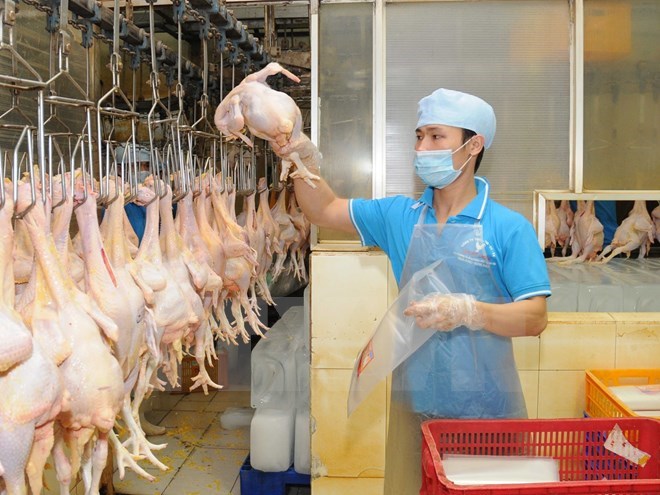 Vietnam to export processed chicken to Japan