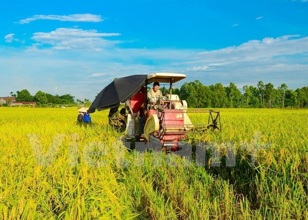 Ministry builds mechanism for land agglomeration, large-scale farming