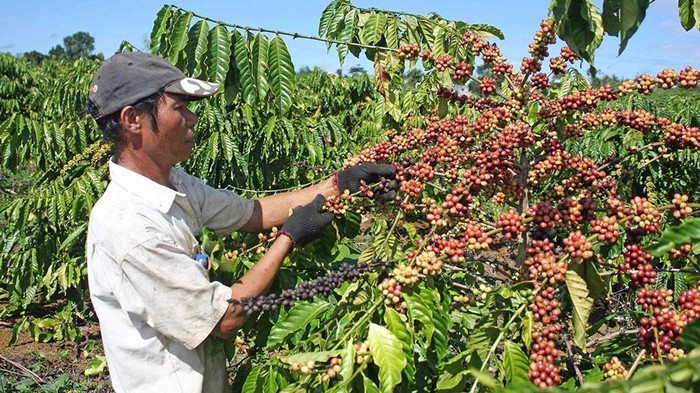 118,202ha of old coffee trees replaced in Central Highlands