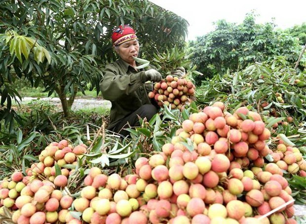 Japanese experts arrive in Vietnam to check fresh lychee for export