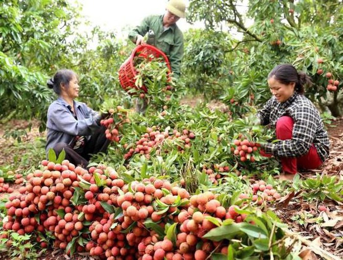 First batches of Vietnamese lychee arrive in Japan