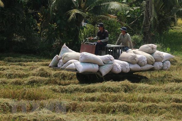 Rice output up 1.1 million tons in 2021