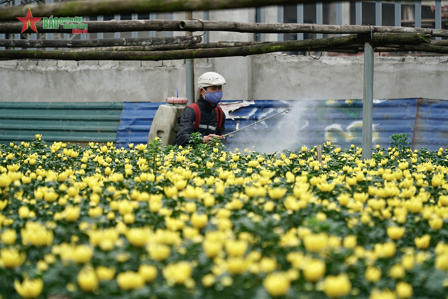 Flower village in spring