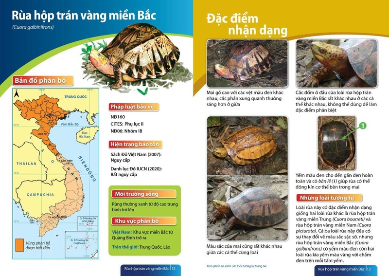 Vietnam Tortoise and Freshwater Turtle Identification Book re-released