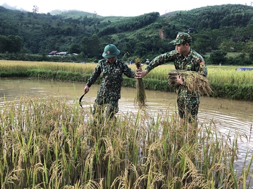Troops help locals harvest rice after flood
