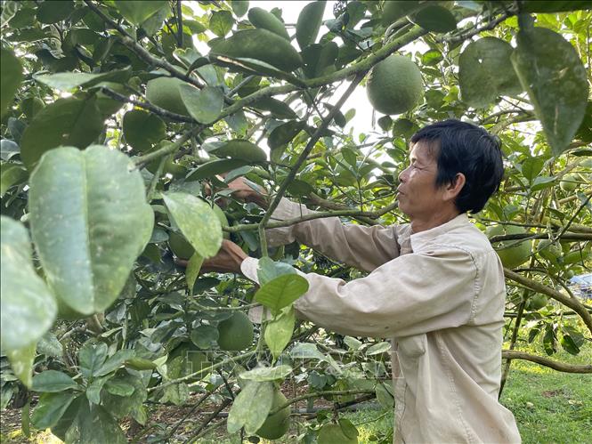 Four pomelo planting areas in Ba Ria - Vung Tau licensed to export ...