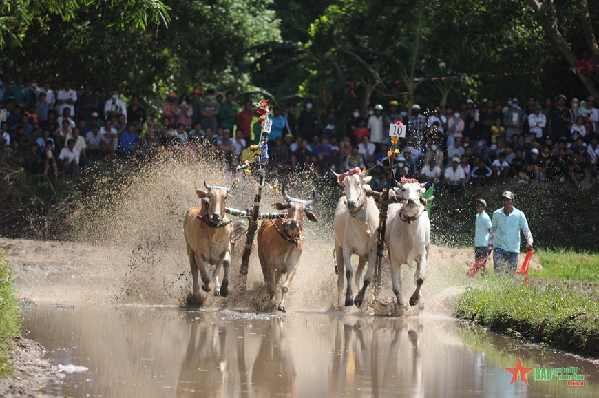 Ox racing - Unique cultural feature of An Giang