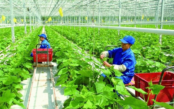 Green production helps secure sustainable agriculture: Experts