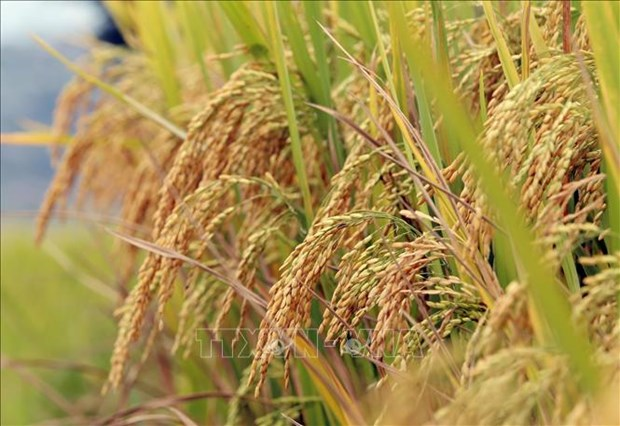 Public-private partnership highlighted in high-quality rice production ...