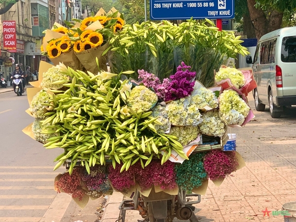 Lilium longiflorum season in Hanoi