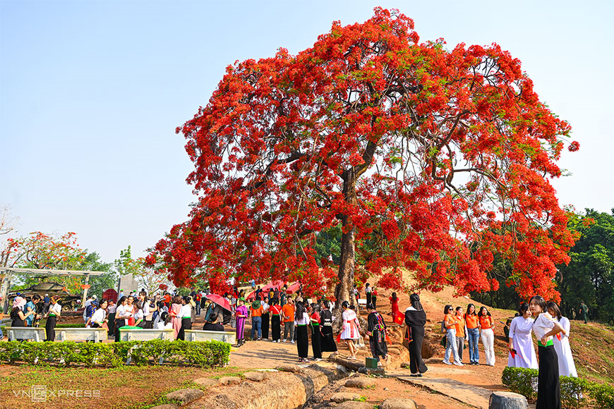 Two flamboyant trees brilliantly bloom at Hill A1 base