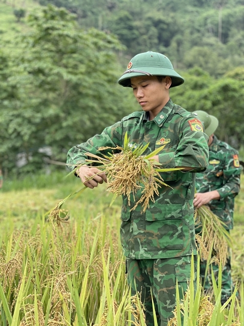 Nghe An provincial border guards help local people harvest rice