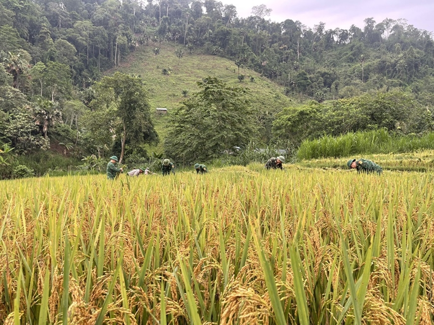 Nghe An provincial border guards help local people harvest rice