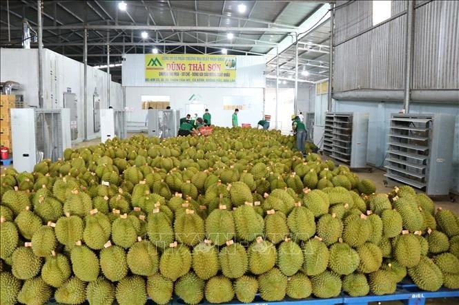 Favorable conditions in place for stronger fruit exports