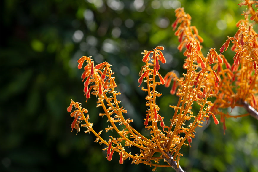 Ngo dong trees on Cu Lao Cham island