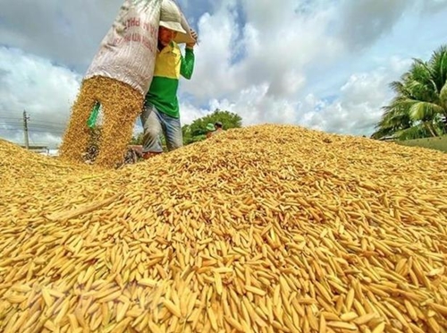 Vietnam still dominates Philippine rice import