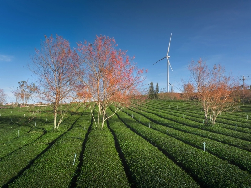 Cherry-like apricot blossoms in Da Lat welcome new spring
