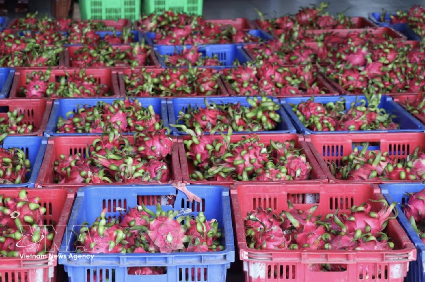 Vietnam strives to sustain dragon fruit exports to E.U.