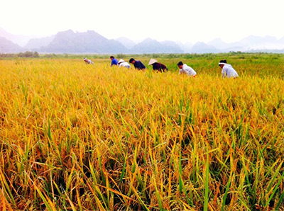Vietnam to expand low-carbon rice farming model