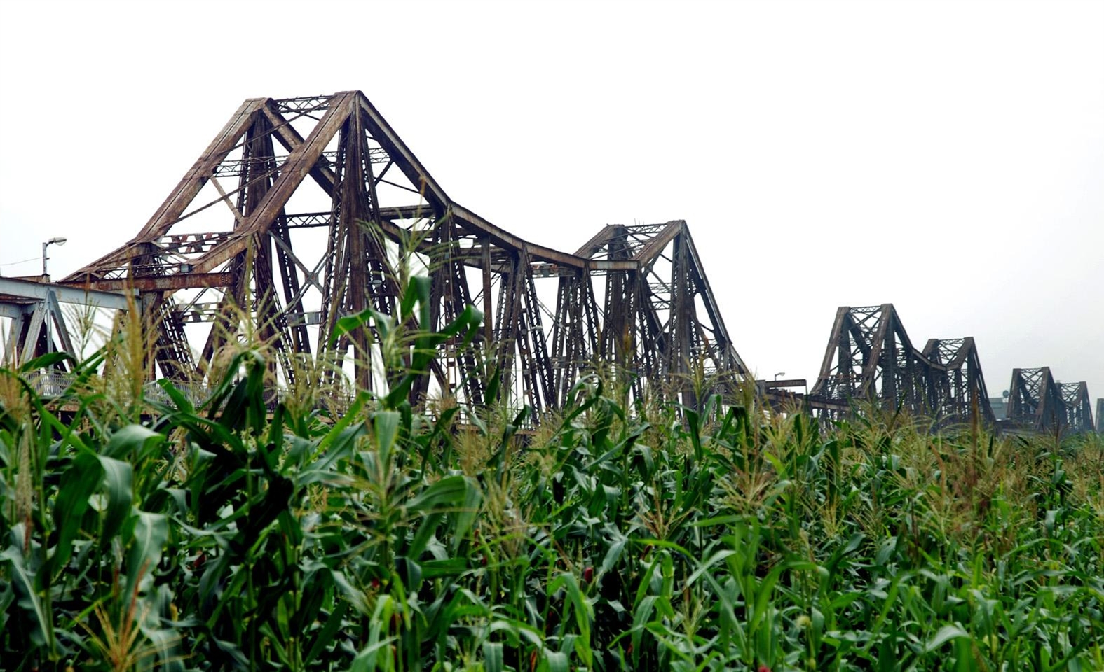 Ngô bãi giữa