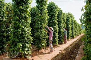 Pepper industry aims 1 billion USD annual export target
